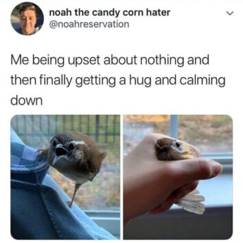 40 Hilarious Bird Memes That Will Have You Squawking With Laughter ...