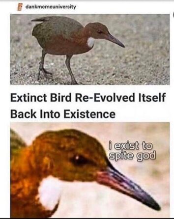 40 Hilarious Bird Memes That Will Have You Squawking With Laughter ...
