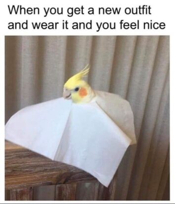 40 Hilarious Bird Memes That Will Have You Squawking With Laughter ...