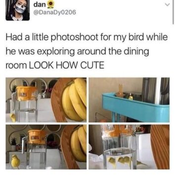40 Hilarious Bird Memes That Will Have You Squawking With Laughter ...