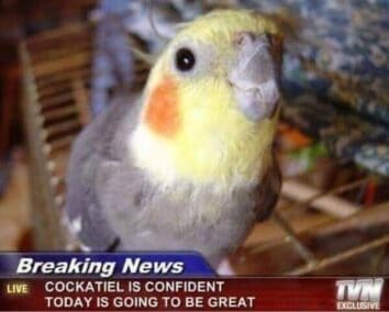 40 Hilarious Bird Memes That Will Have You Squawking With Laughter ...