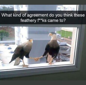 40 Hilarious Bird Memes That Will Have You Squawking With Laughter ...