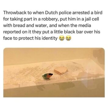 40 Hilarious Bird Memes That Will Have You Squawking With Laughter ...