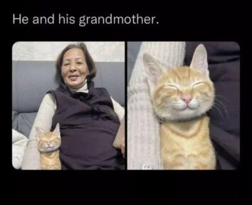 50 Top Cat Memes Of The Month Guaranteed To Make You Purr With Laughter ...