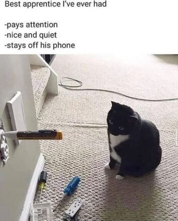 50 Top Cat Memes Of The Month Guaranteed To Make You Purr With Laughter ...