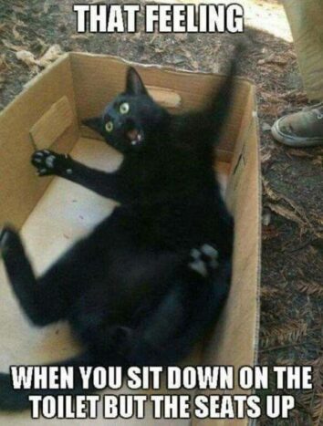 50 Top Cat Memes Of The Month Guaranteed To Make You Purr With Laughter ...