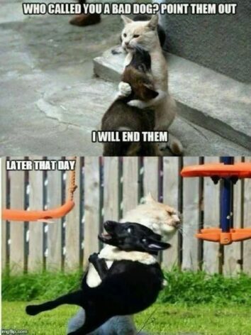 50 Top Cat Memes Of The Month Guaranteed To Make You Purr With Laughter ...