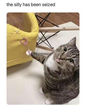 50 Top Cat Memes Of The Month Guaranteed To Make You Purr With Laughter ...