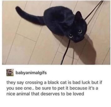 50 Top Cat Memes Of The Month Guaranteed To Make You Purr With Laughter ...