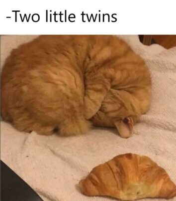 50 Top Cat Memes Of The Month Guaranteed To Make You Purr With Laughter ...