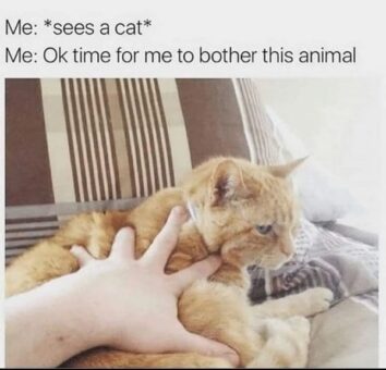 50 Top Cat Memes Of The Month Guaranteed To Make You Purr With Laughter ...
