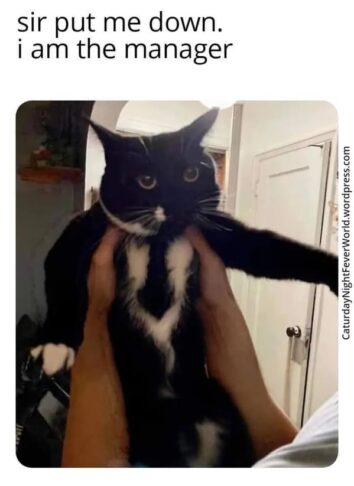 50 Top Cat Memes Of The Month Guaranteed To Make You Purr With Laughter ...