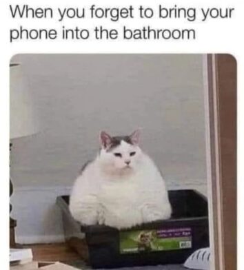 50 Top Cat Memes Of The Month Guaranteed To Make You Purr With Laughter ...