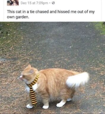 50 Top Cat Memes Of The Month Guaranteed To Make You Purr With Laughter ...