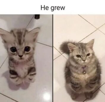 50 Top Cat Memes Of The Month Guaranteed To Make You Purr With Laughter ...