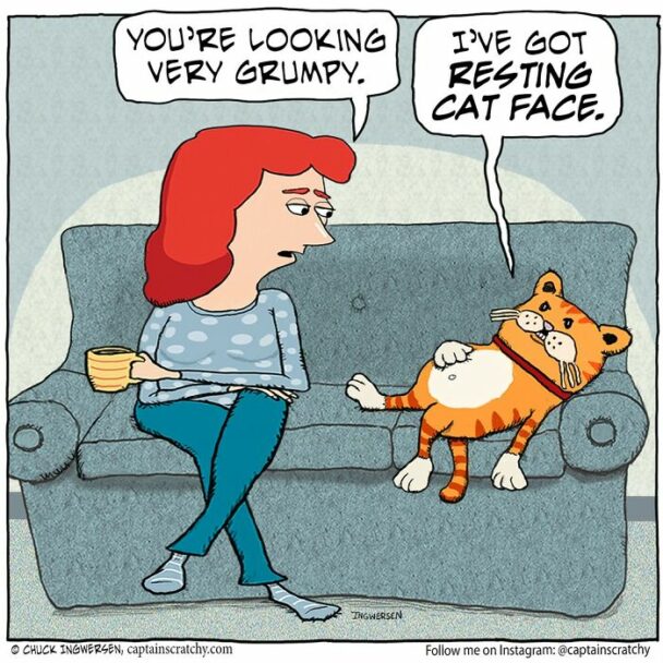 50 Funny Animal Comics From The Talented Captain Scratchy