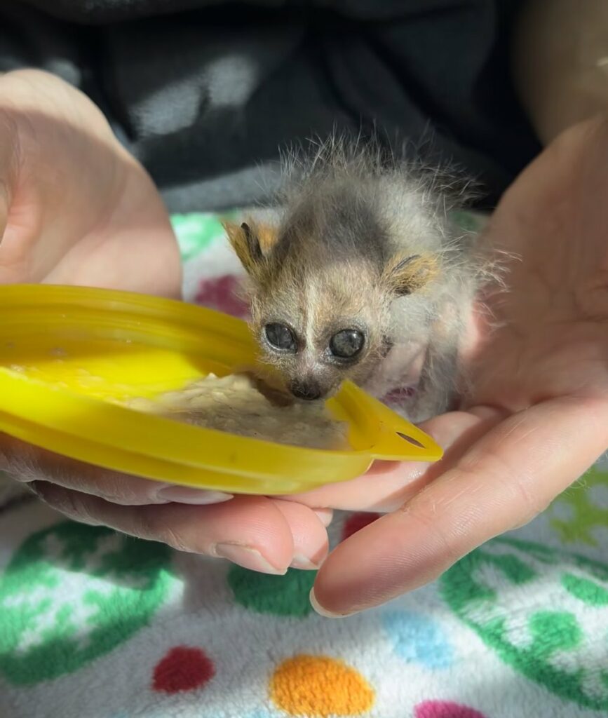 40 Funny Animals Going Goblin Mode, Which Needs No Further Explanation