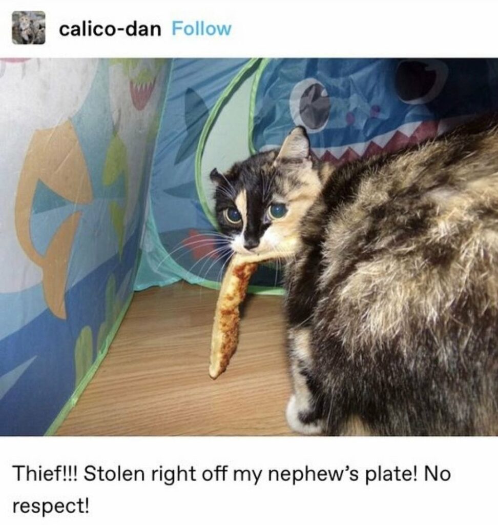 40 Funny Animals Going Goblin Mode, Which Needs No Further Explanation