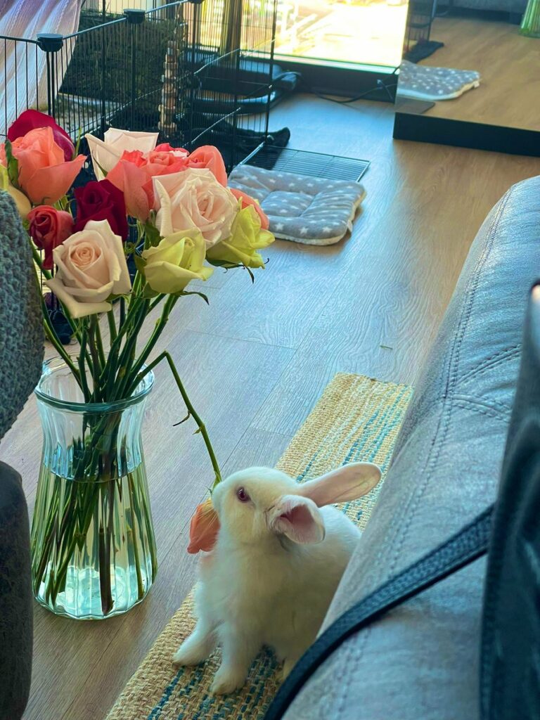 40 Funny Animals Going Goblin Mode, Which Needs No Further Explanation