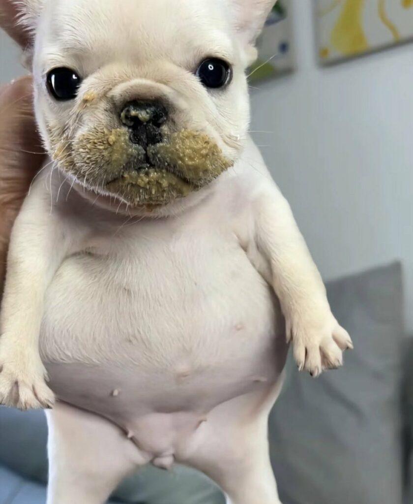 40 Funny Animals Going Goblin Mode, Which Needs No Further Explanation