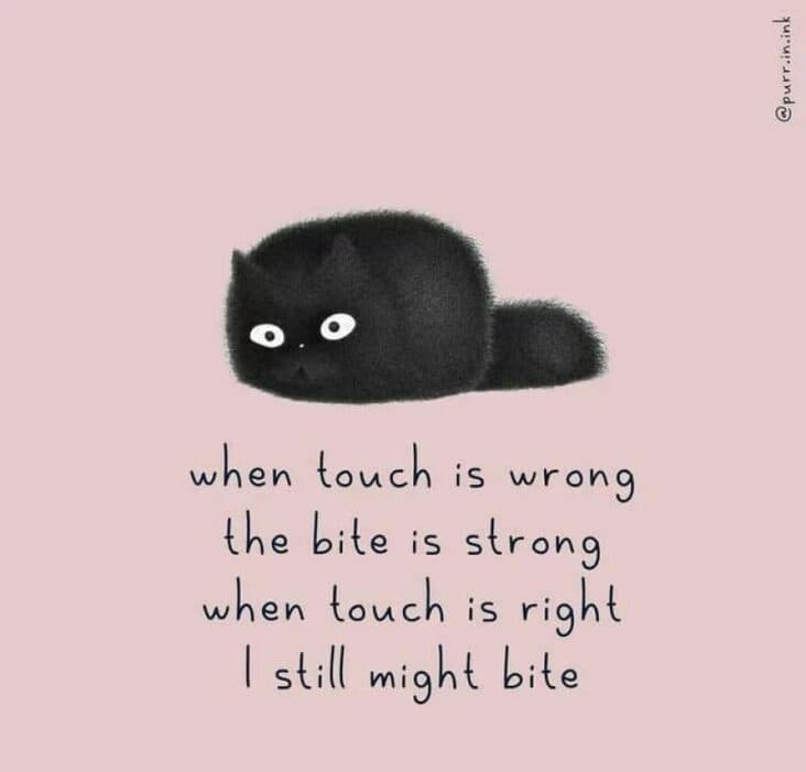 47 Funny Comics About Black Cats And Their Lovable Quirks From Luís Coelho