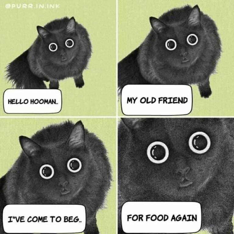 47 Funny Comics About Black Cats And Their Lovable Quirks From Luís Coelho