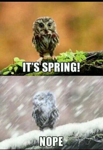 40+ Funny Memes To Kick Off Spring With A Smile And A Sneeze (March 15 ...