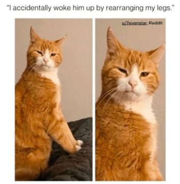 45 Funny Memes That Showcase Orange Cat Behavior In All Its Glory (March 21, 2024)