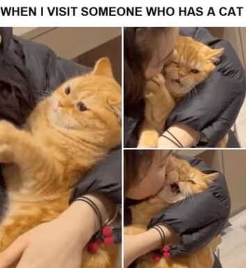 45 Funny Memes That Showcase Orange Cat Behavior In All Its Glory ...