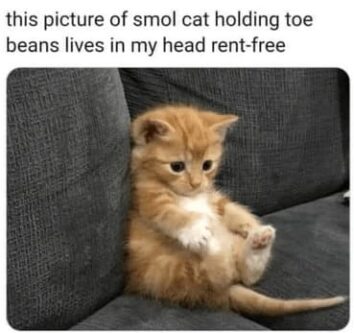 45 Funny Memes That Showcase Orange Cat Behavior In All Its Glory ...