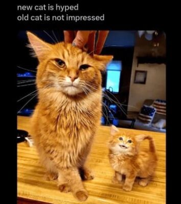 45 Funny Memes That Showcase Orange Cat Behavior In All Its Glory ...
