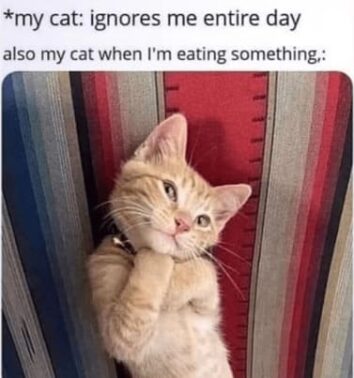 45 Funny Memes That Showcase Orange Cat Behavior In All Its Glory ...