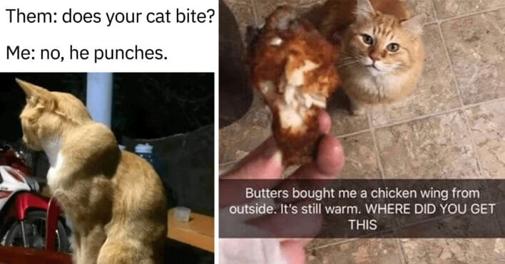 45 Funny Memes That Showcase Orange Cat Behavior In All Its Glory ...