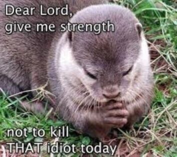 35 Hilariously Adorable Otter Memes To Brighten Your Day (March 14, 2024)