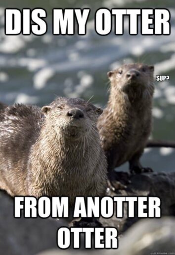 35 Hilariously Adorable Otter Memes To Brighten Your Day (March 14, 2024)