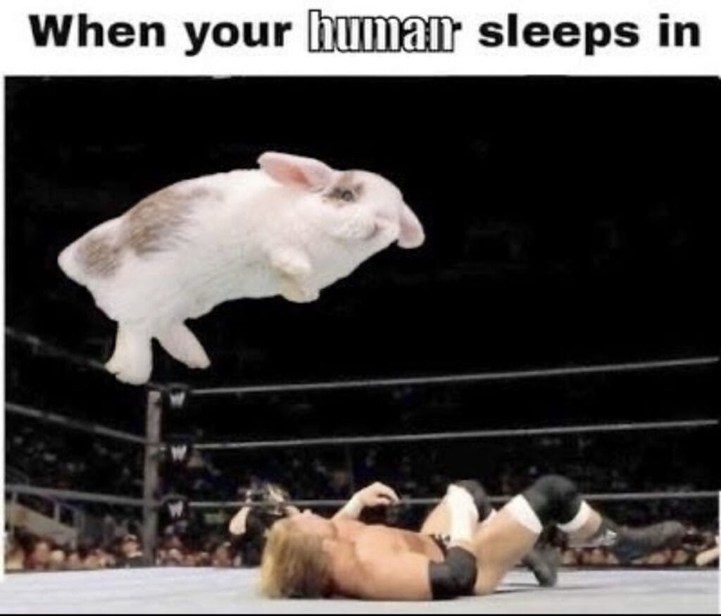34 Funny Bunny Memes For Folks Excited To Celebrate A Hoppy Easter