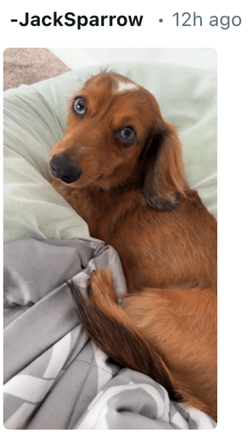 55 Wholesome Wiener Dog Pictures And Memes To Get You Through This ...