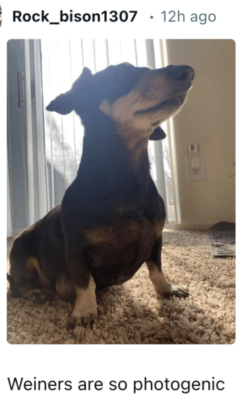 55 Wholesome Wiener Dog Pictures And Memes To Get You Through This ...