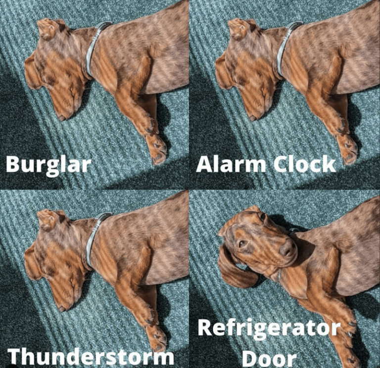 55 Wholesome Wiener Dog Pictures And Memes To Get You Through This ...