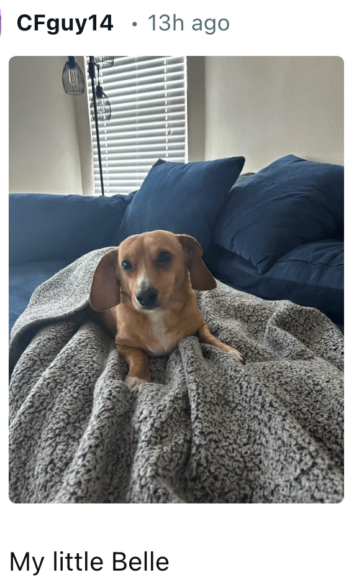 55 Wholesome Wiener Dog Pictures And Memes To Get You Through This ...