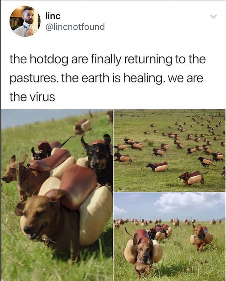 55 Wholesome Wiener Dog Pictures And Memes To Get You Through This ...
