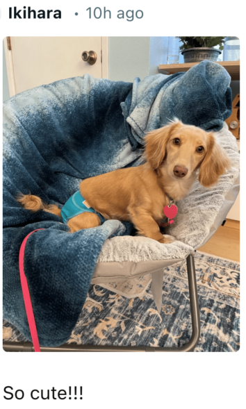 55 Wholesome Wiener Dog Pictures And Memes To Get You Through This ...