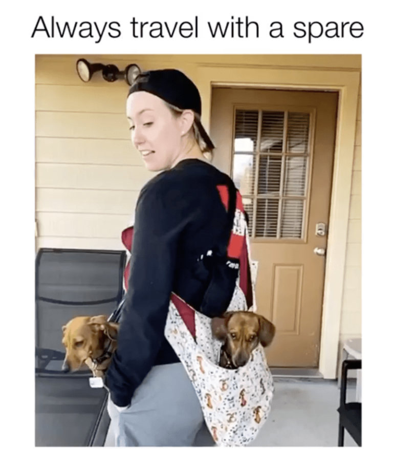 55 Wholesome Wiener Dog Pictures And Memes To Get You Through This ...