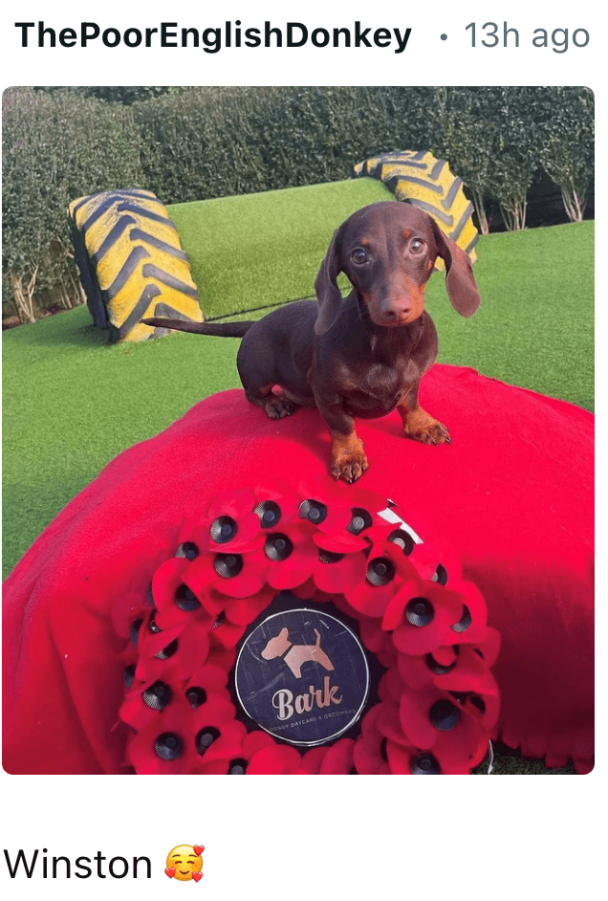 55 Wholesome Wiener Dog Pictures And Memes To Get You Through This ...