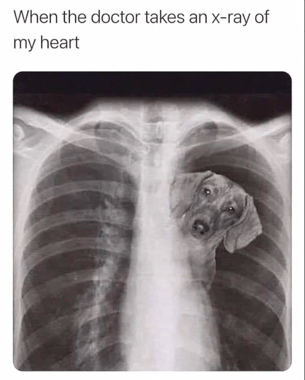 55 Wholesome Wiener Dog Pictures And Memes To Get You Through This ...