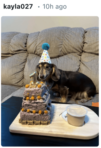 55 Wholesome Wiener Dog Pictures And Memes To Get You Through This ...