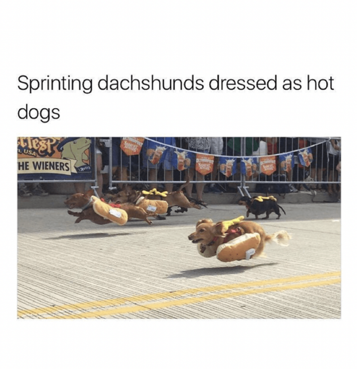 55 Wholesome Wiener Dog Pictures And Memes To Get You Through This ...