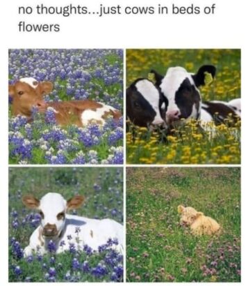 50 Of The Funniest Animal Memes That Made Us Smile This Week (April 19 ...