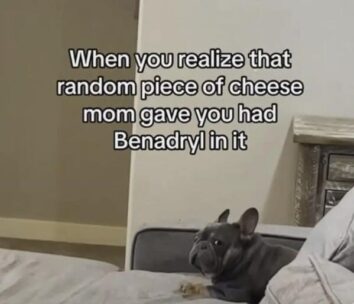 50 Of The Funniest Animal Memes That Made Us Smile This Week (April 19 ...