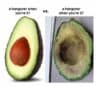 35+ Funny Avocado Memes Ripe For Laughs (April 4, 2024)
